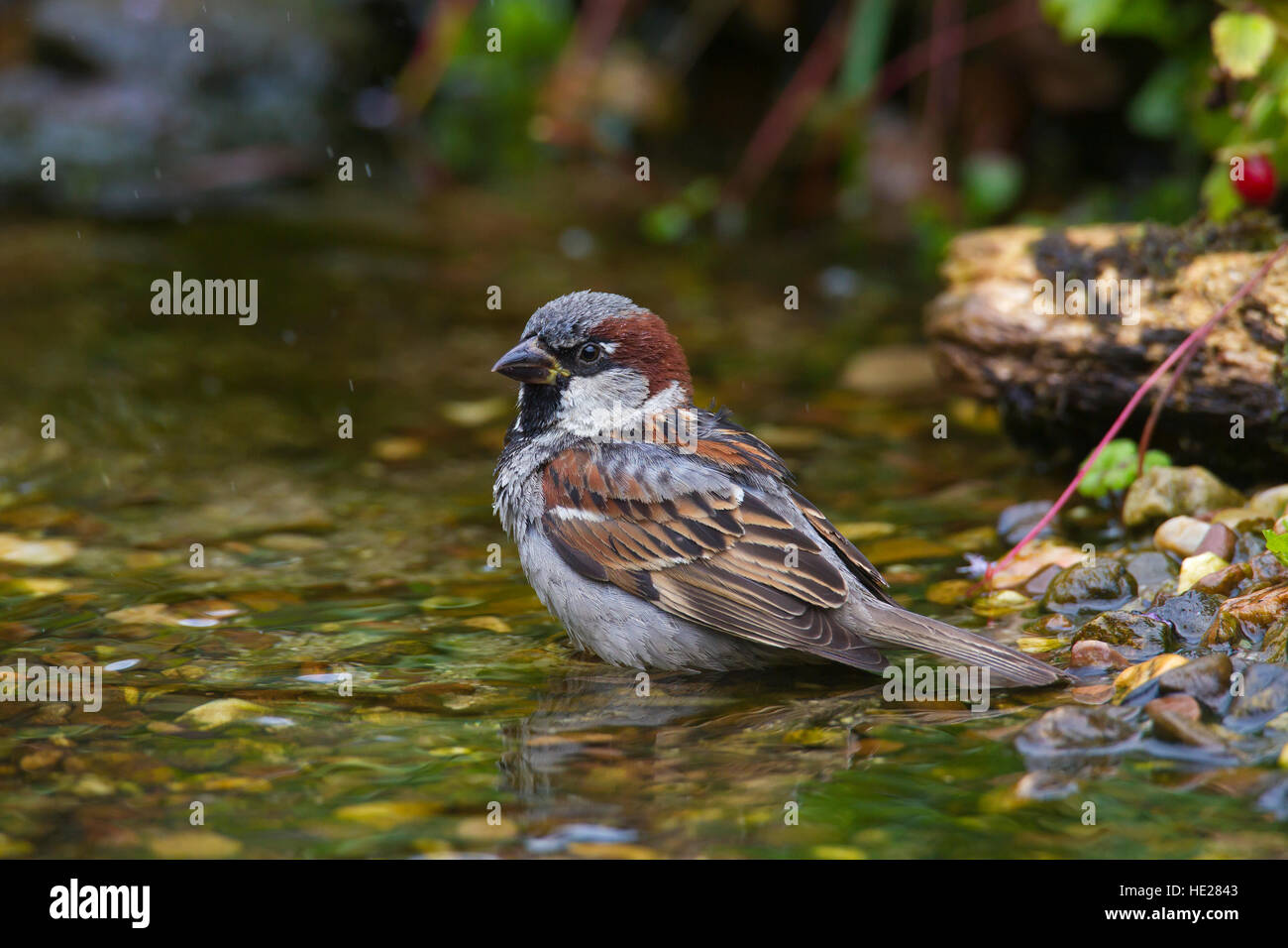House sparrow (Passer domesticus) male bathing in shallow water of ...