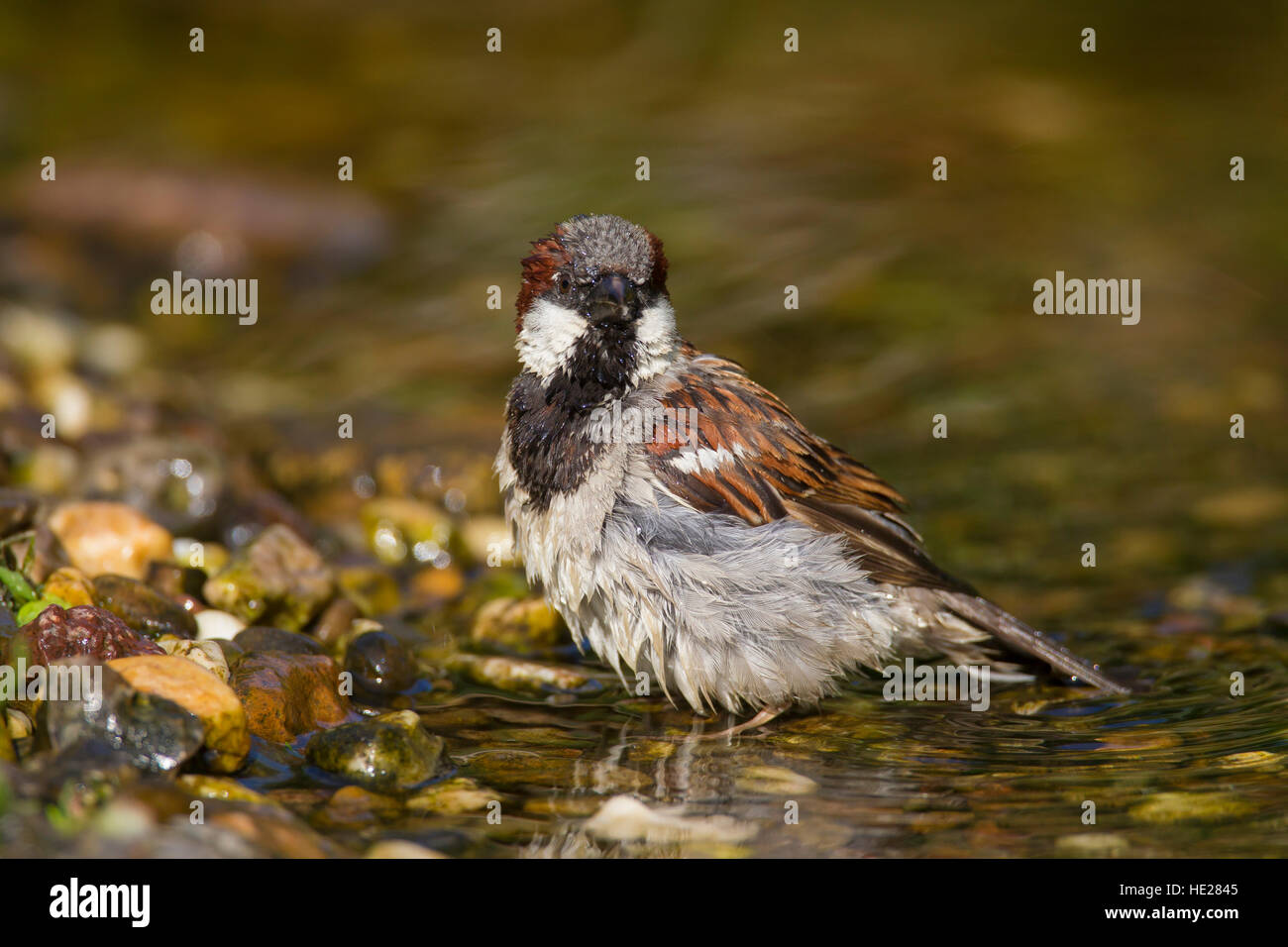 House sparrow (Passer domesticus) male bathing in shallow water of ...