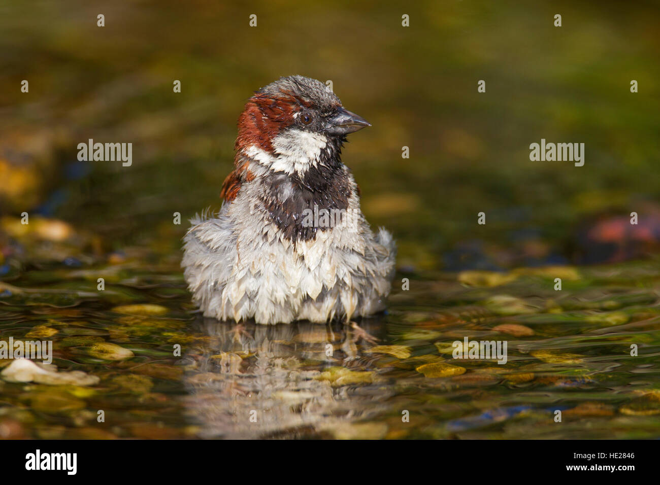 House sparrow (Passer domesticus) male bathing in shallow water of ...