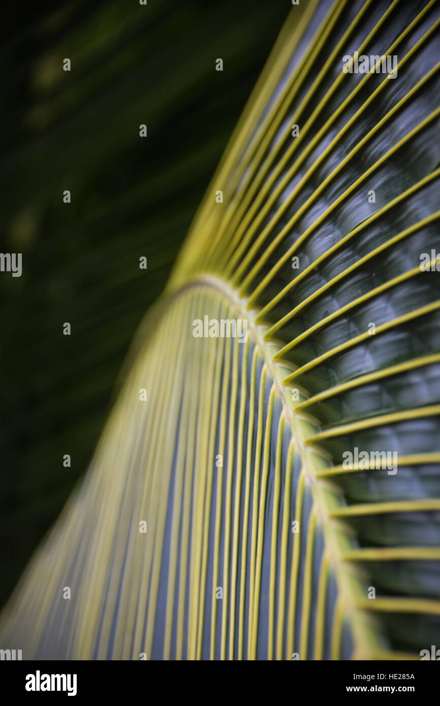 Ridges on palm leaves Stock Photo - Alamy