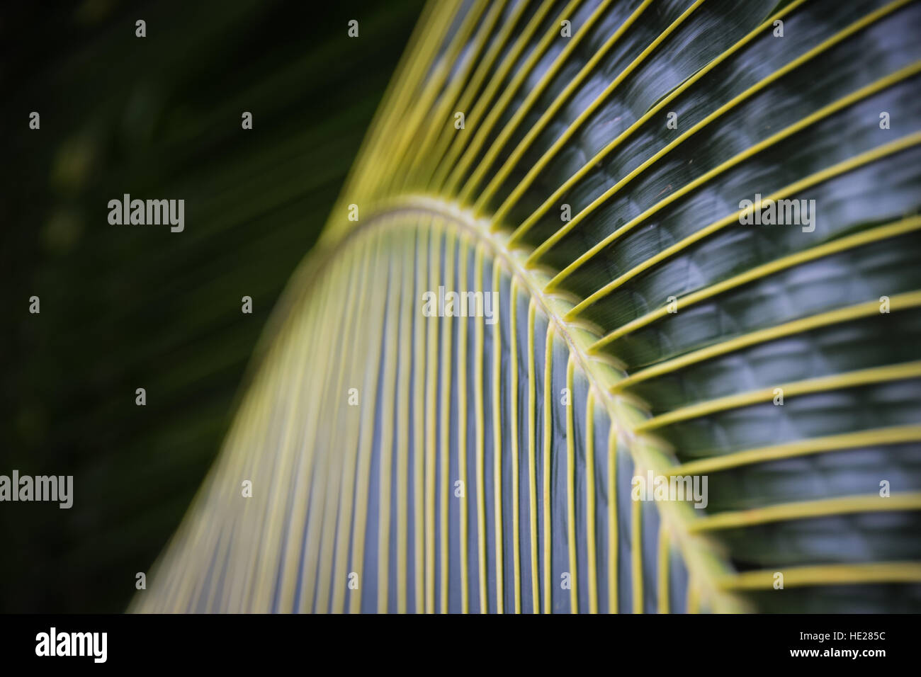 Green palm leaf with ridges hi-res stock photography and images - Alamy