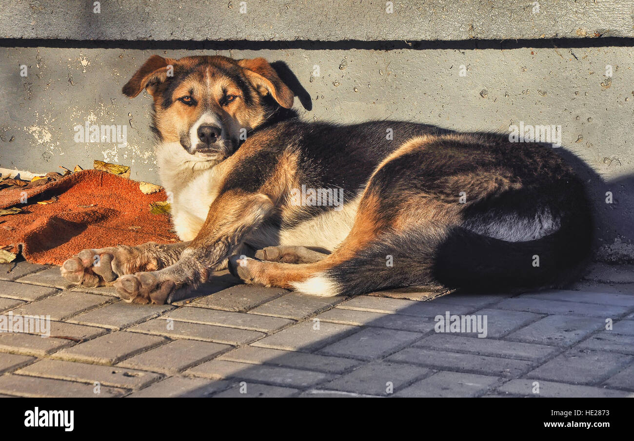 A dog living on the street Stock Photo - Alamy