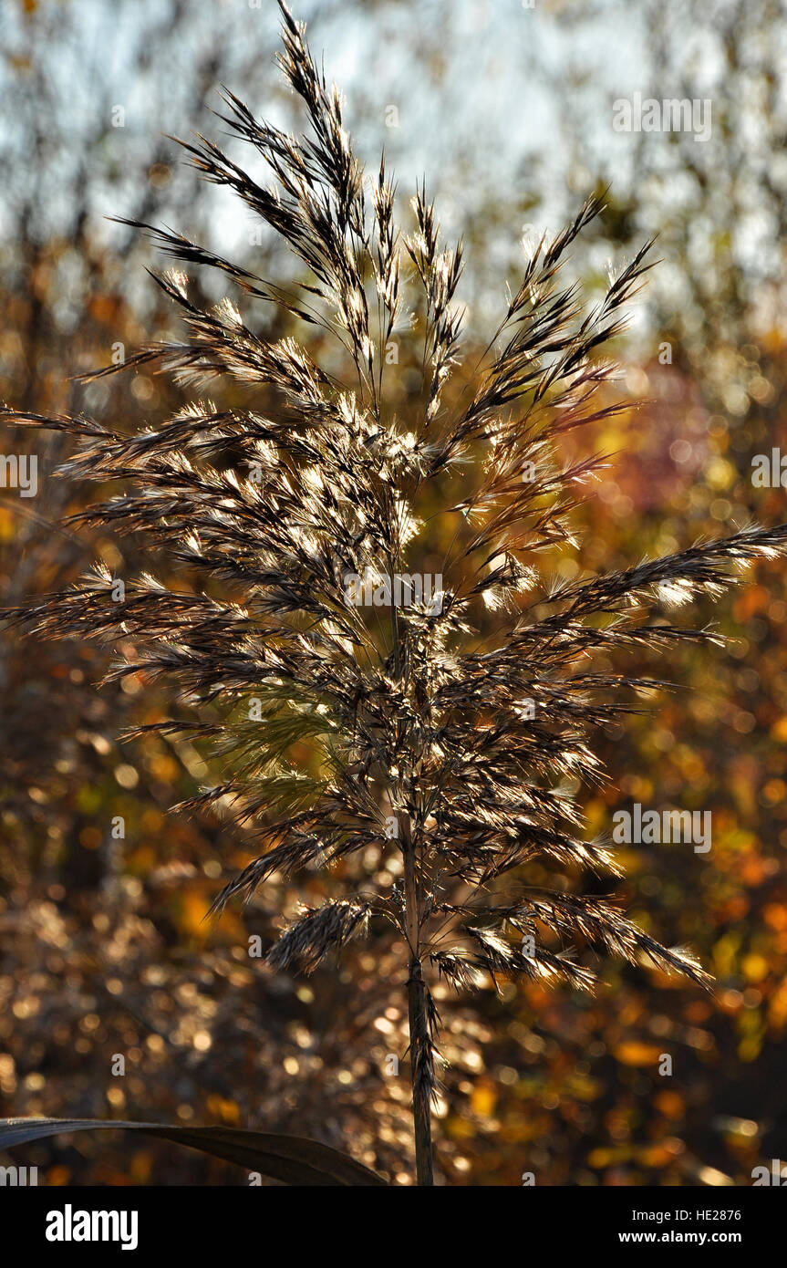 Panicle lake of reeds in the fall Stock Photo - Alamy