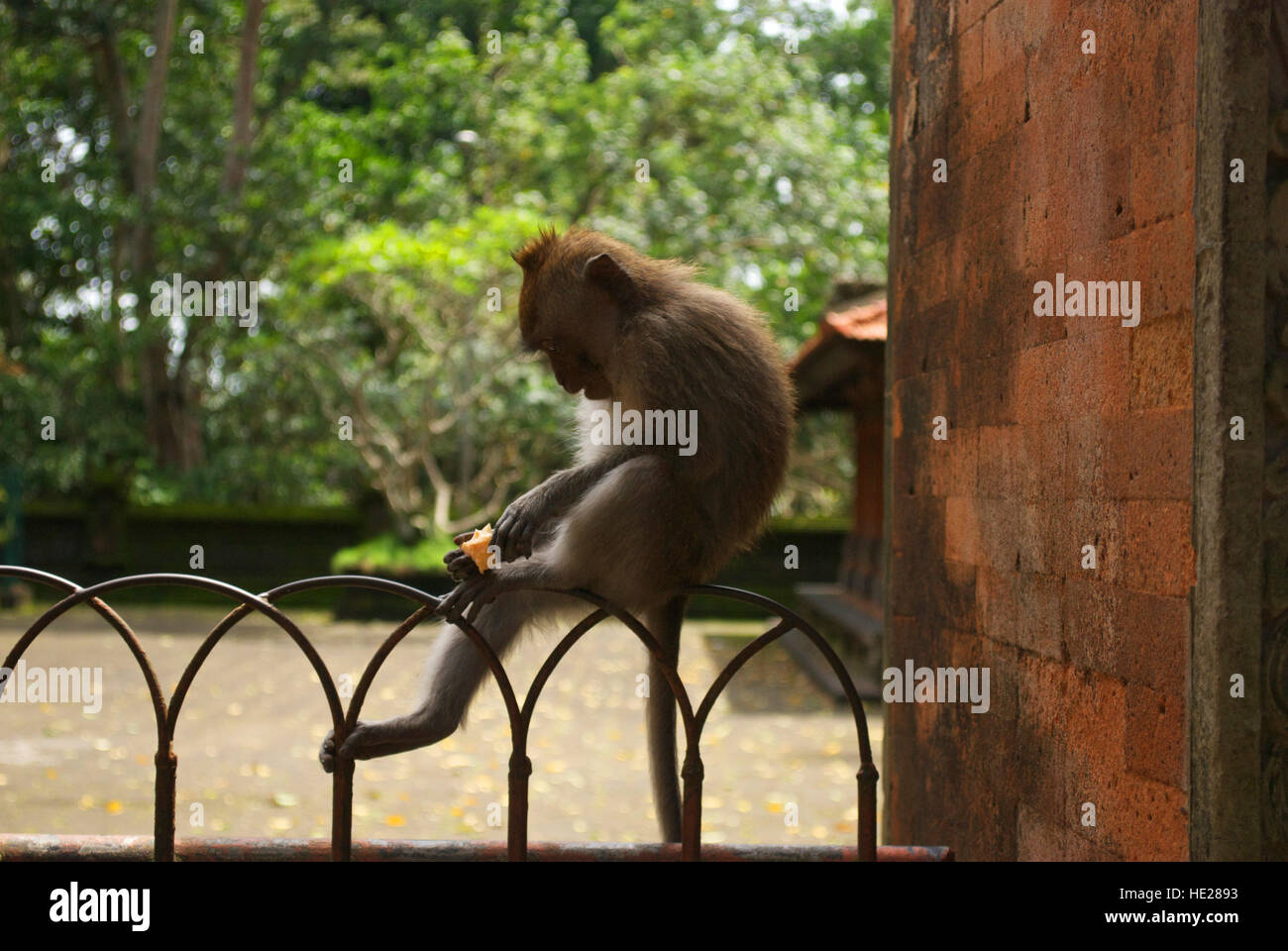 Monkey Relax High Resolution Stock Photography and Images - Alamy