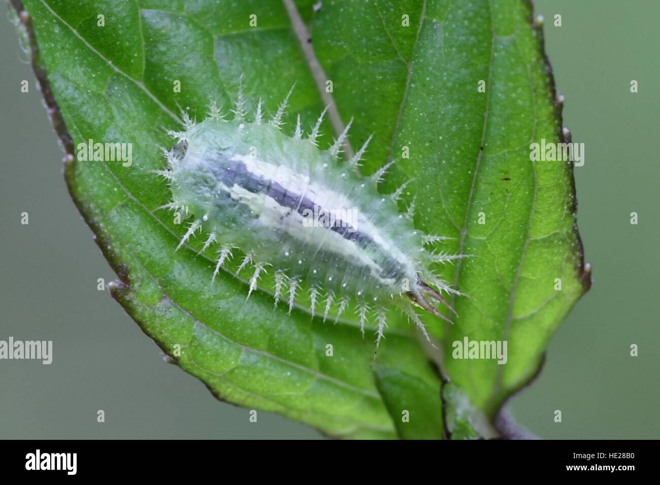 Green tortoise beetle larva, Cassida viridis Stock Photo - Alamy