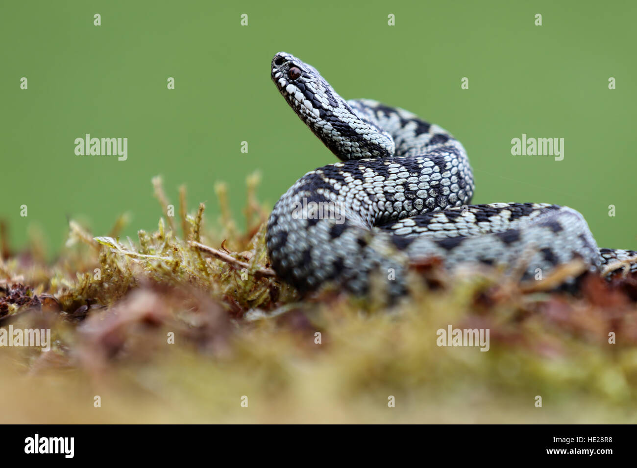 Wild Male Adder Viper (Vipera berus) on mossy moorland. Image taken in ...