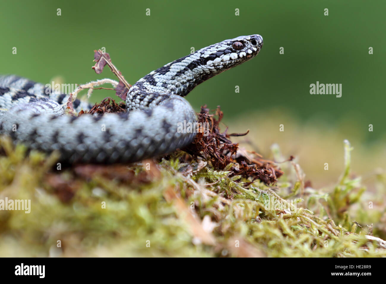 Wild Male Adder Viper (Vipera berus) on mossy moorland. Image taken in ...
