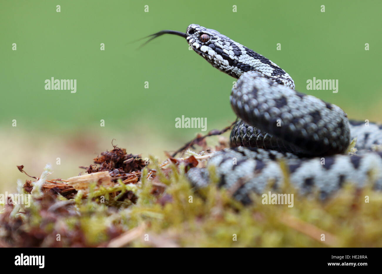 Adder scotland hi-res stock photography and images - Alamy
