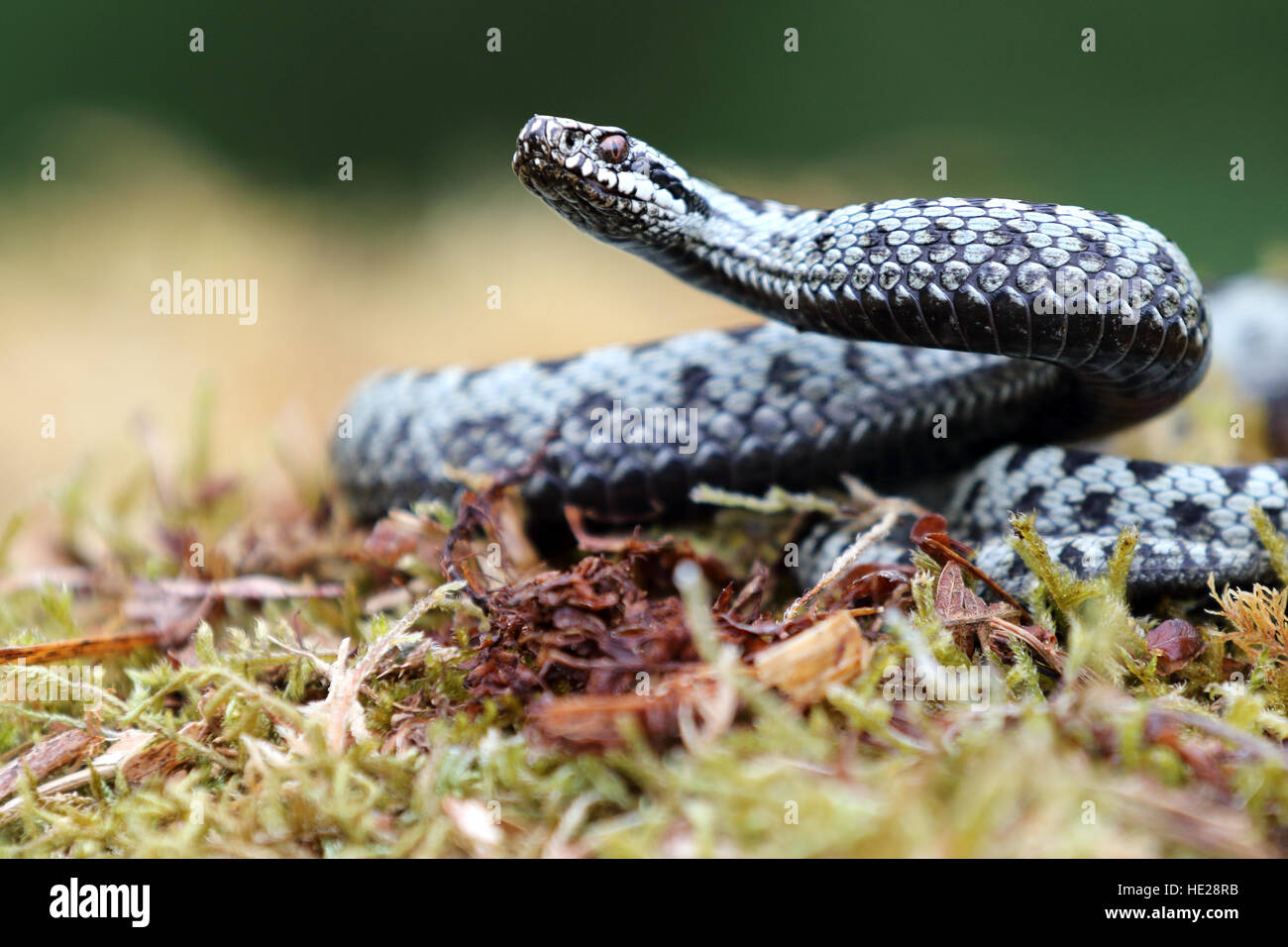 Wild Male Adder Viper (Vipera berus) on mossy moorland. Image taken in ...