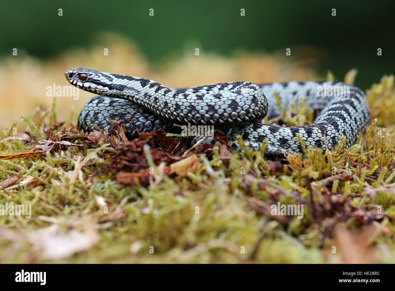 Wild Male Adder Viper (Vipera berus) on mossy moorland. Image taken in ...