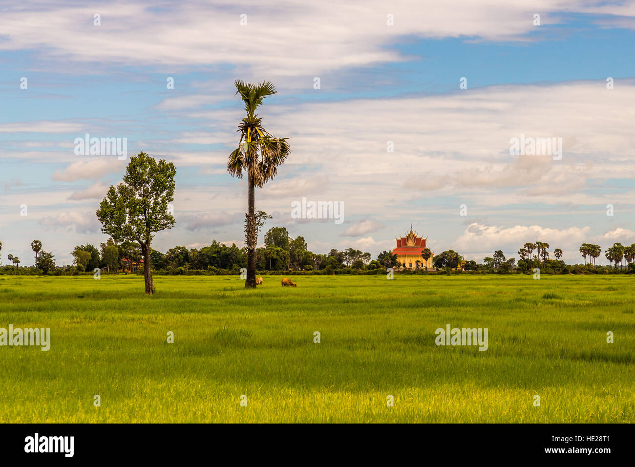 Flat rice fields in Cambodia with a temple in the background Stock ...