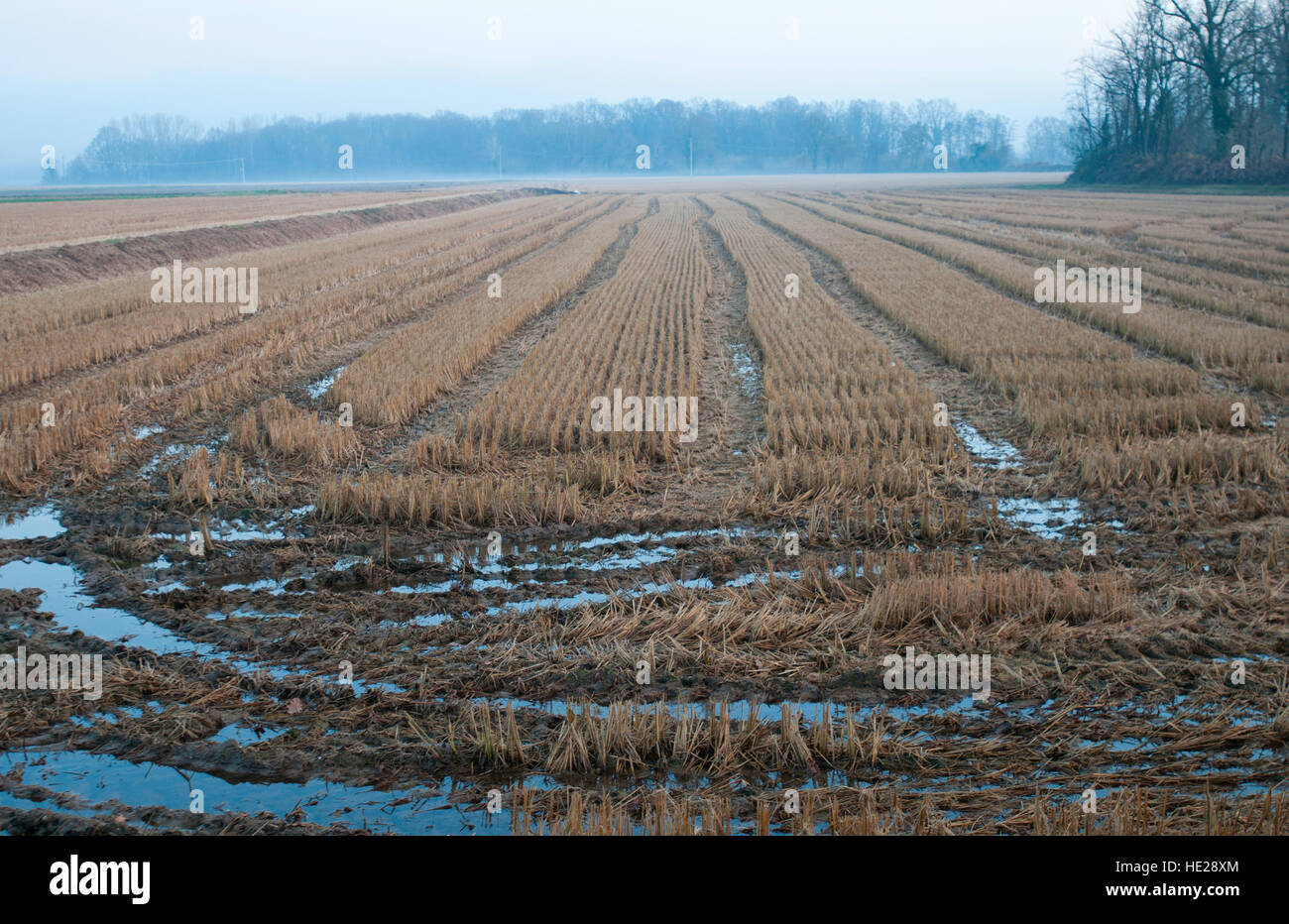 A rice field during winter time, Morimondo - Italy Stock Photo - Alamy