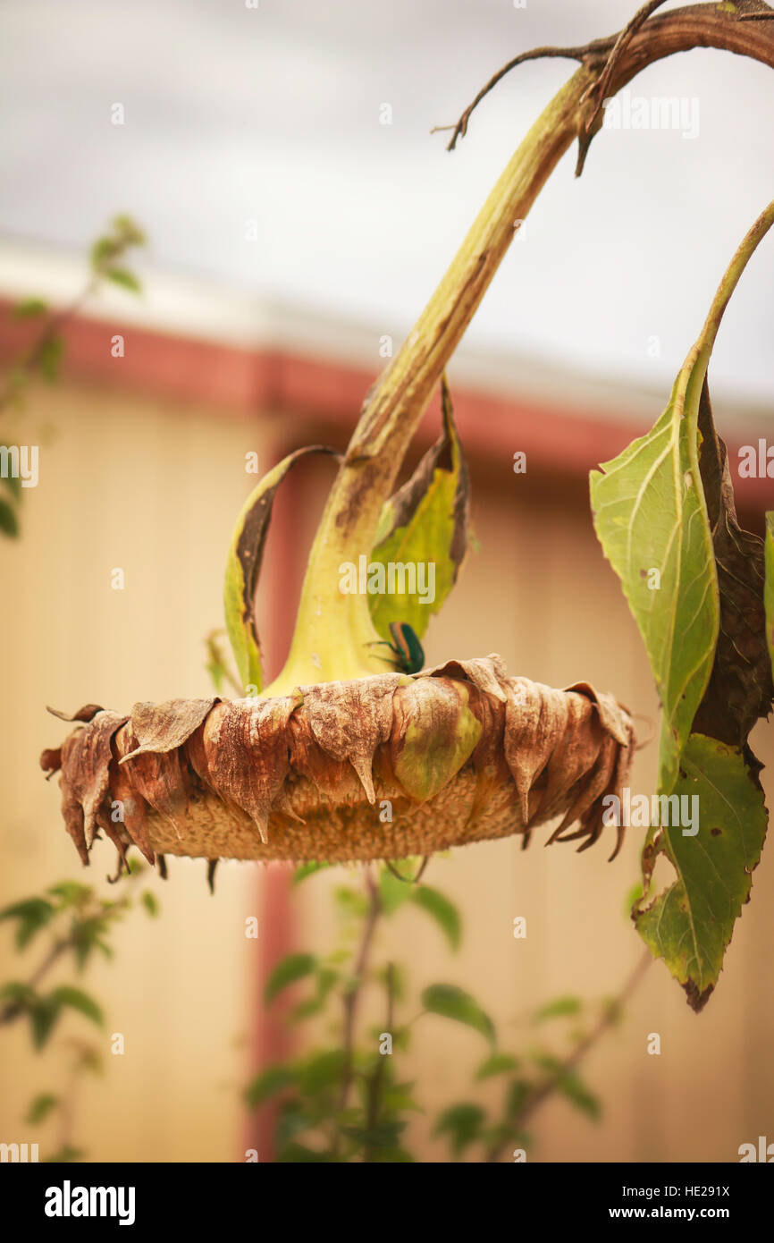 Drooping flower stems hi-res stock photography and images - Alamy
