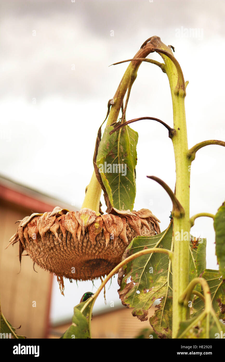 Drooping flower stems hi-res stock photography and images - Alamy