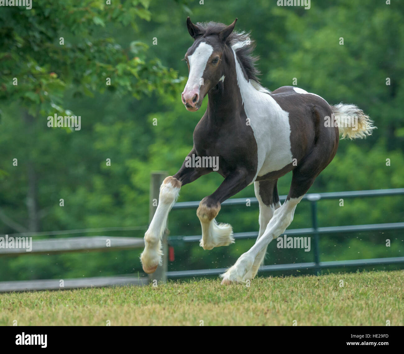 Gypsy Vanner horse weanling foal Stock Photo - Alamy