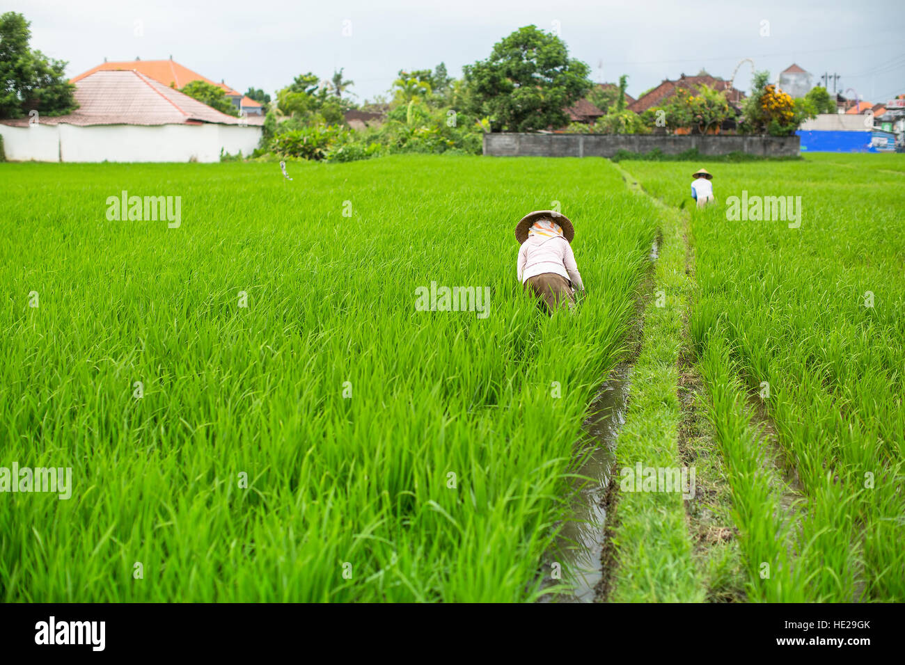 Farmers work in the green rice field Stock Photo - Alamy