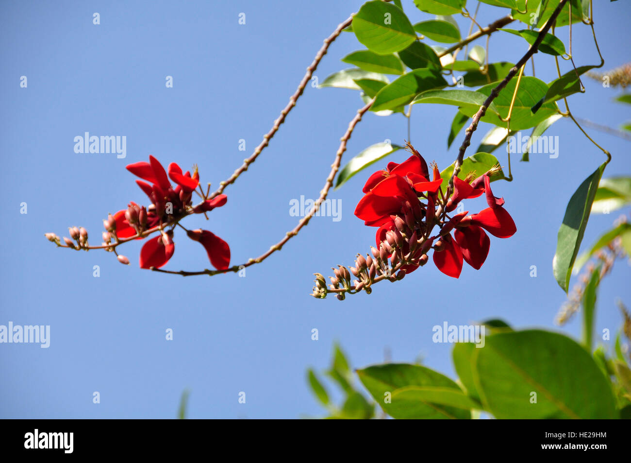 Cockspur Coral Tree (Erythrina crista-galli Stock Photo - Alamy