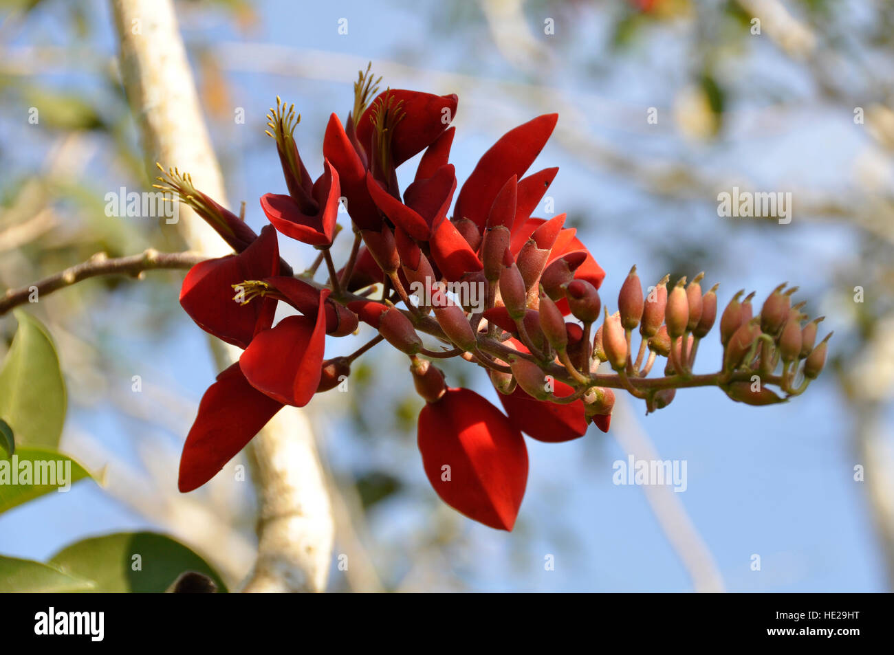 Cockspur Coral Tree (Erythrina crista-galli Stock Photo - Alamy