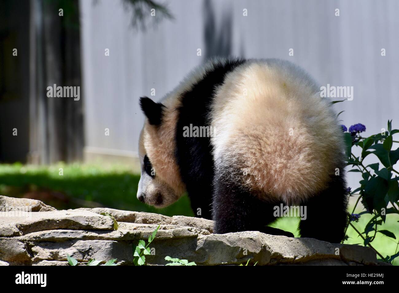 A baby giant panda walking through the wilderness Stock Photo - Alamy