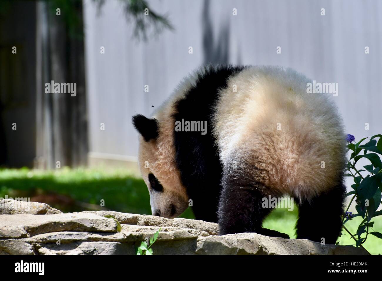 A baby giant panda walking through the wilderness Stock Photo - Alamy