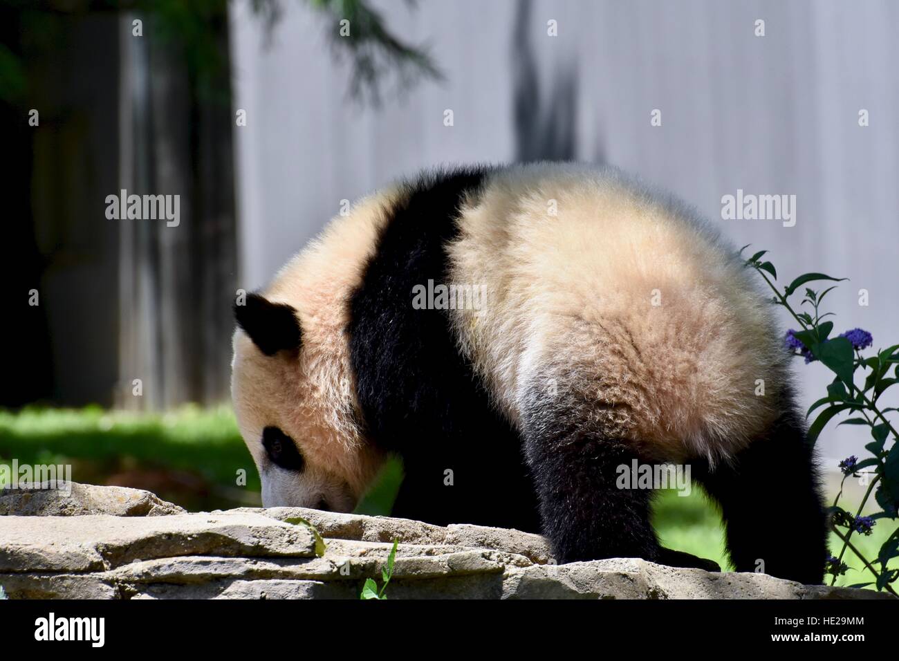 Pandaaaababy - Best photos on dibujosparaimprimir.net