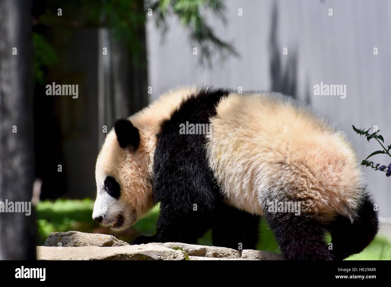 A baby giant panda walking through the wilderness Stock Photo - Alamy