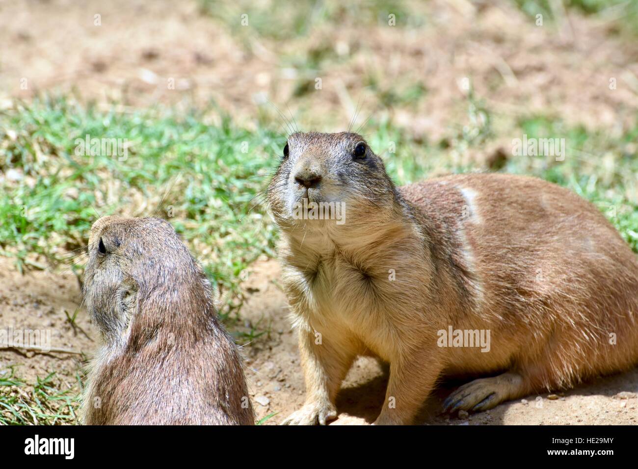 Prairie dog eating and enjoying a day on the prairie Stock Photo - Alamy