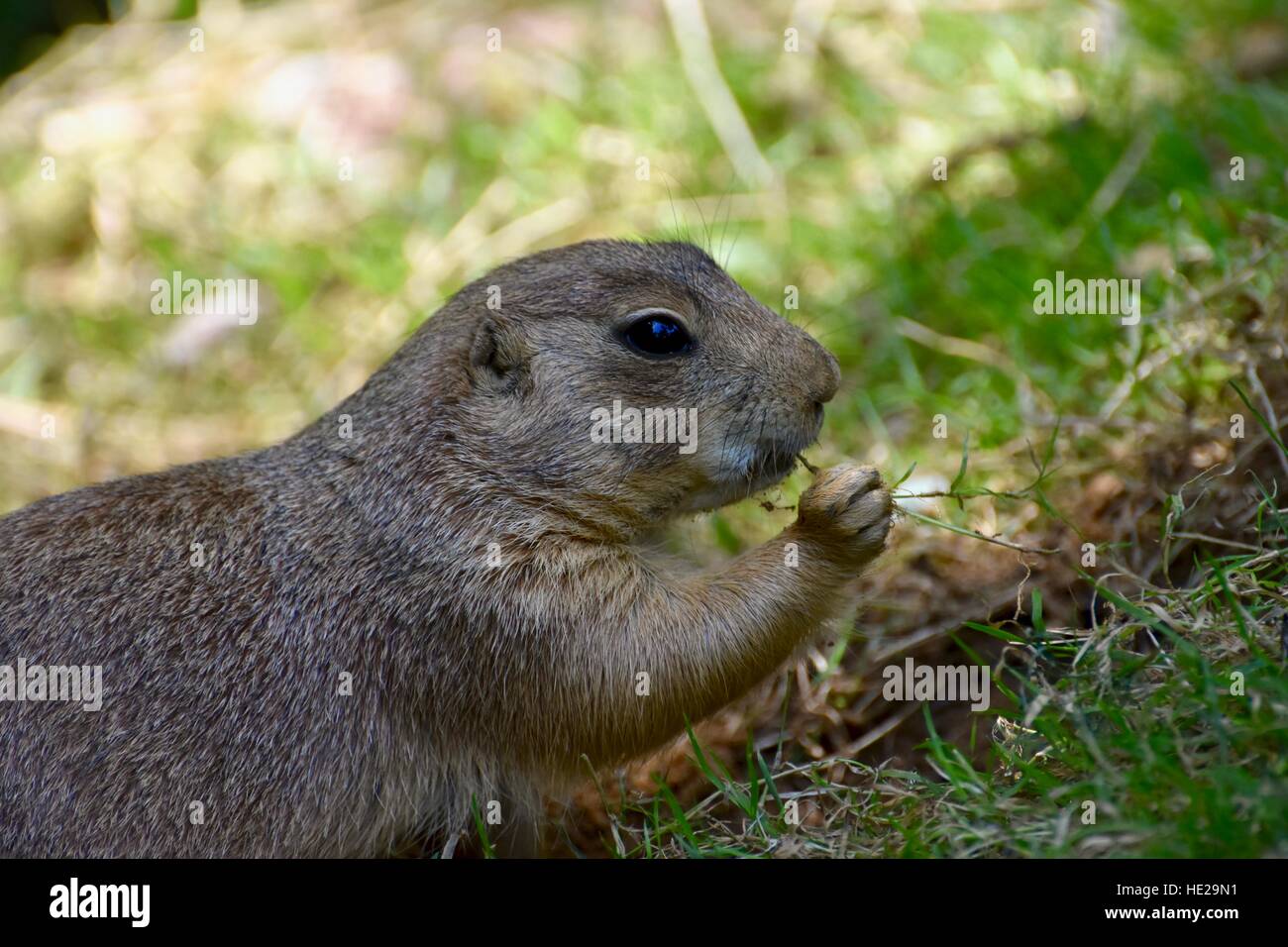Prairie dog eating and enjoying a day on the prairie Stock Photo - Alamy
