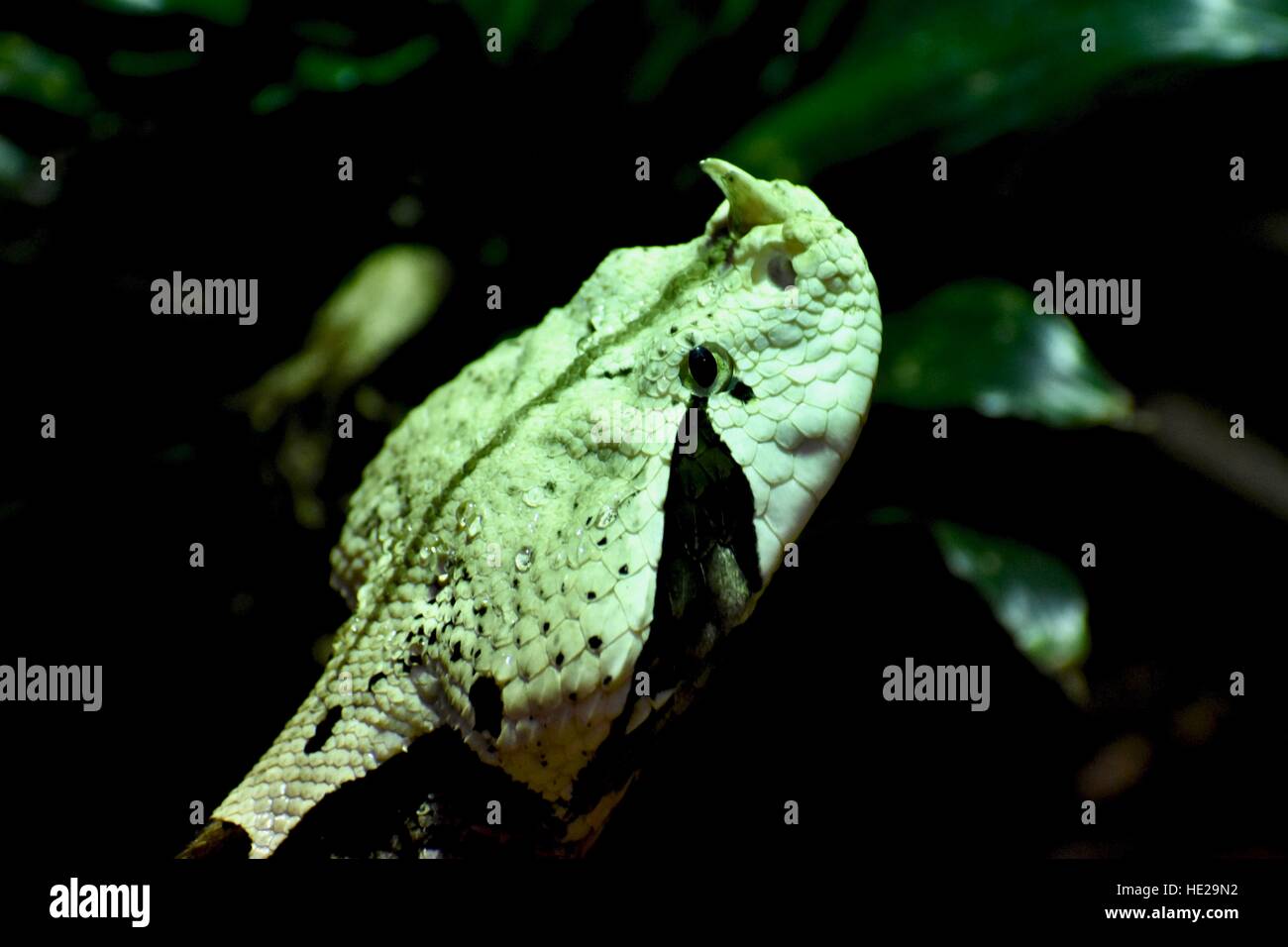 A large venomous horned viper snake Stock Photo - Alamy
