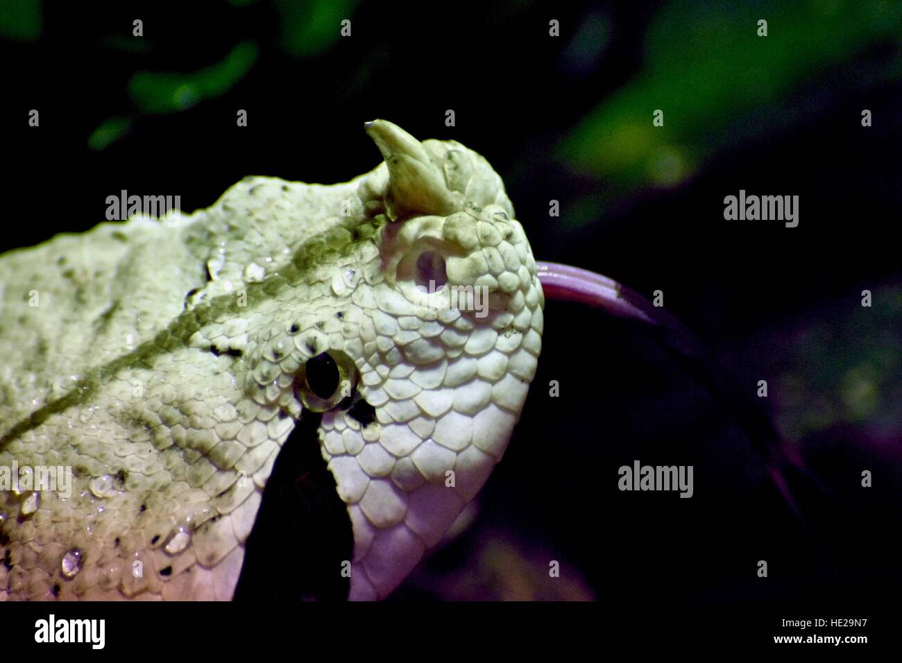 A large venomous horned viper snake Stock Photo - Alamy