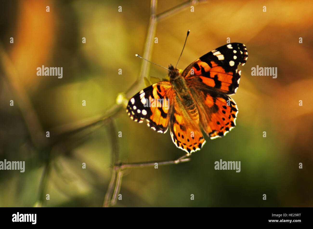 Nice butterfly hi-res stock photography and images - Alamy