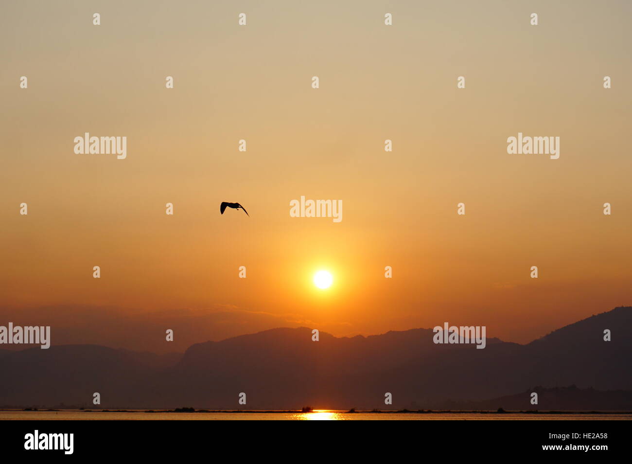 Bird flying over sunset Stock Photo - Alamy