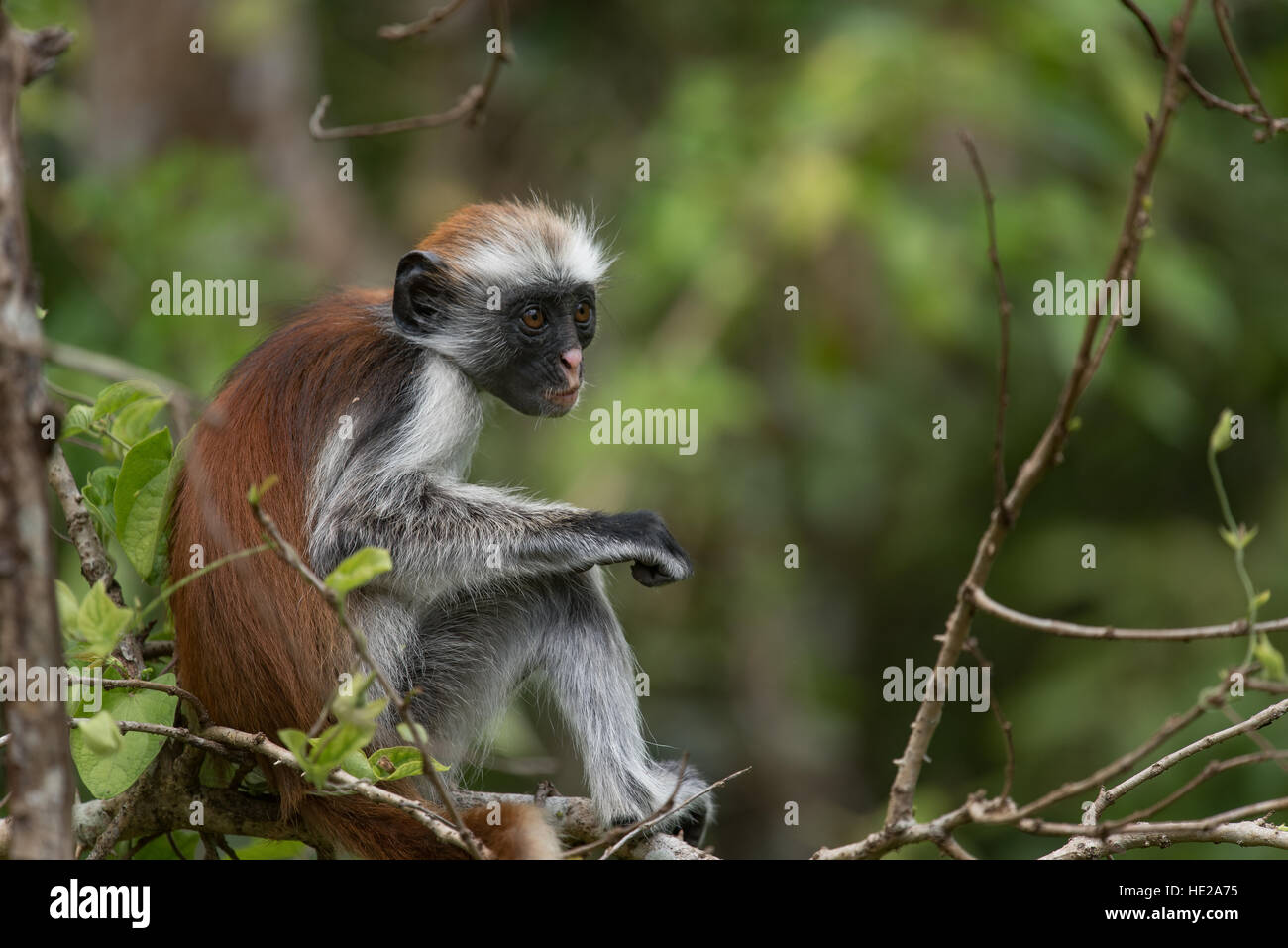 Colobe rouge hi-res stock photography and images - Alamy