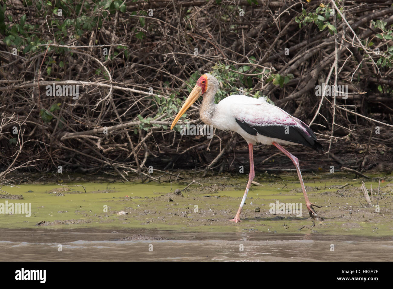 Yellowbilled Stork Walking Along The Rufiji River In The Selous Game Reserve The Rufiji River yellowbilled-stork-walking-along-the-rufiji-river-in-the-selous-game-reserve-the-rufiji-river
