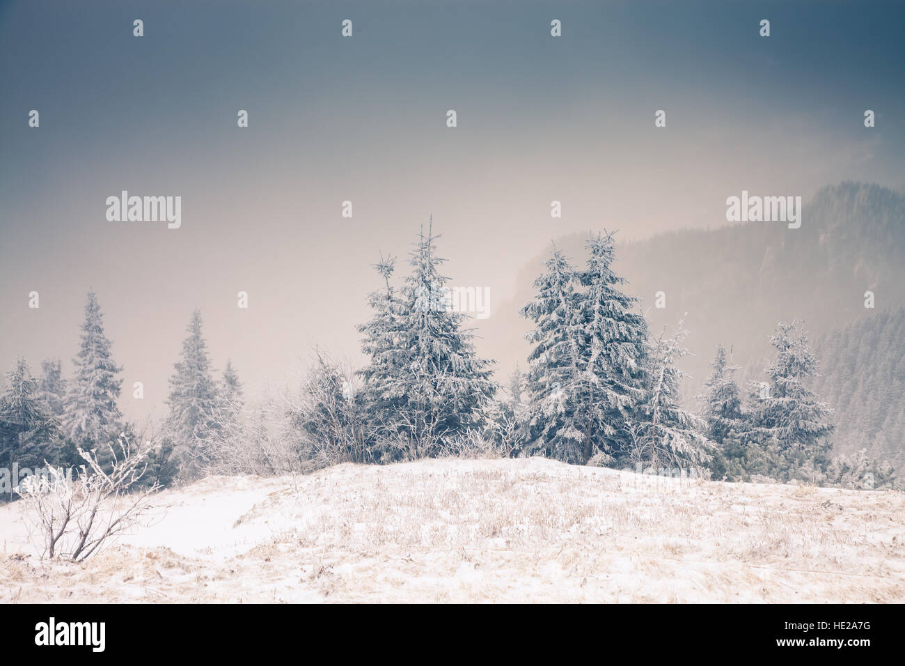 Trees covered with hoarfrost and snow in mountains, Ceahlau Massif ...