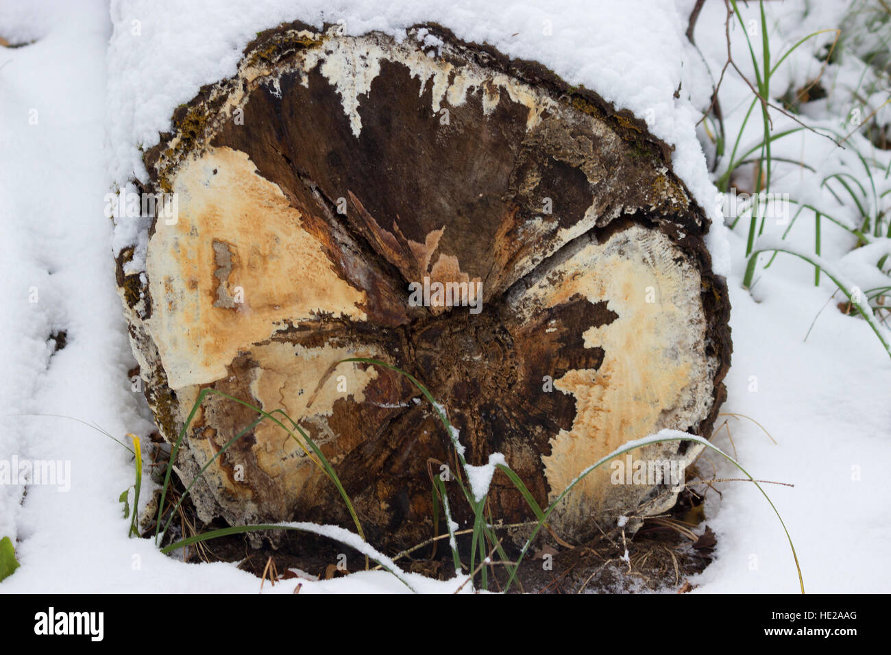 old cutted tree in the winter forest Stock Photo - Alamy