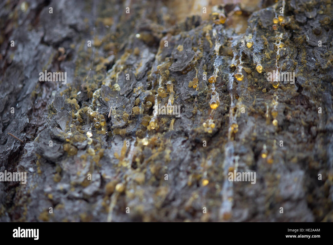 tar drops on the textured tree bark Stock Photo - Alamy
