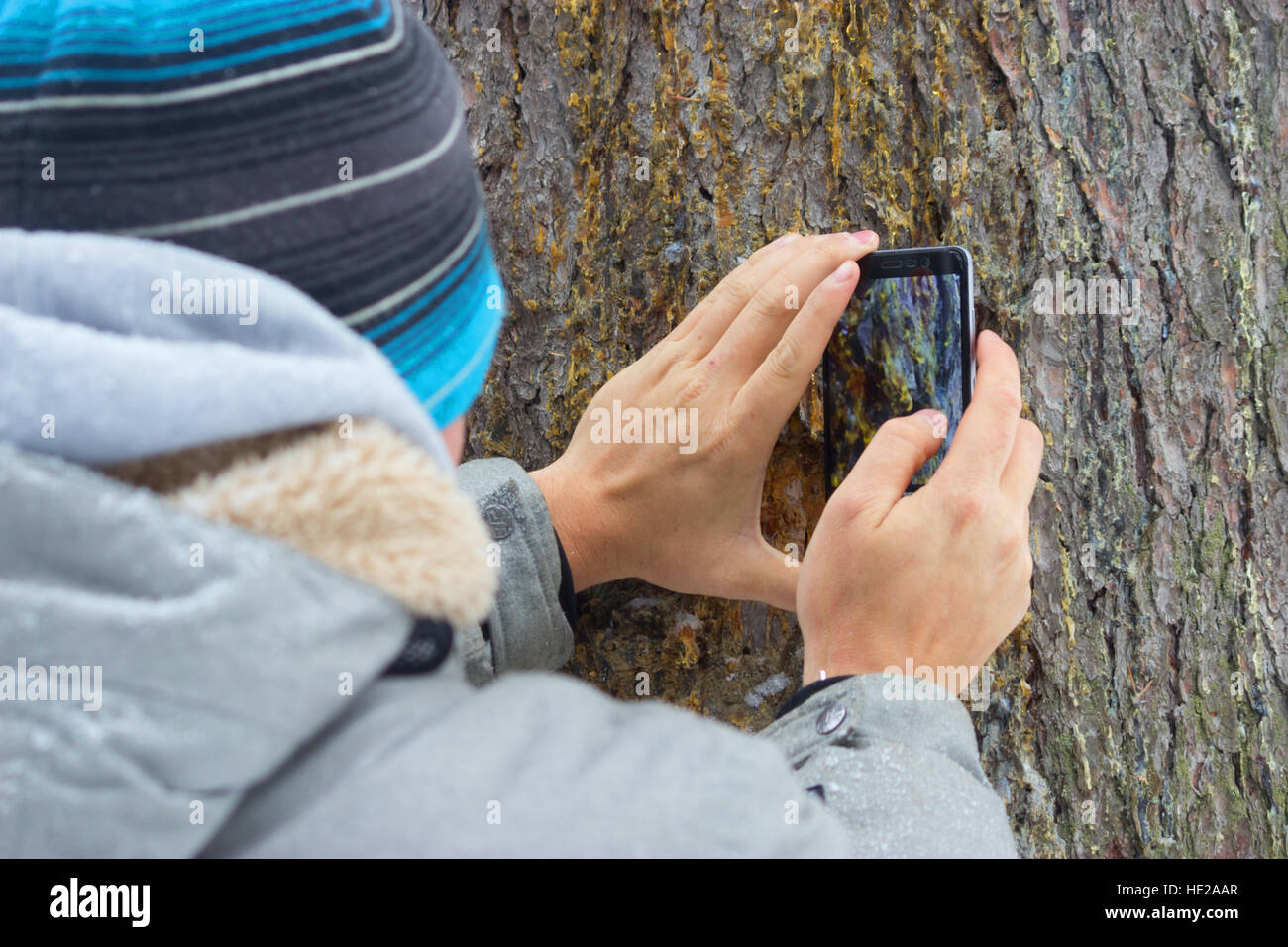 man shooting tree bark with his mobile phone Stock Photo - Alamy