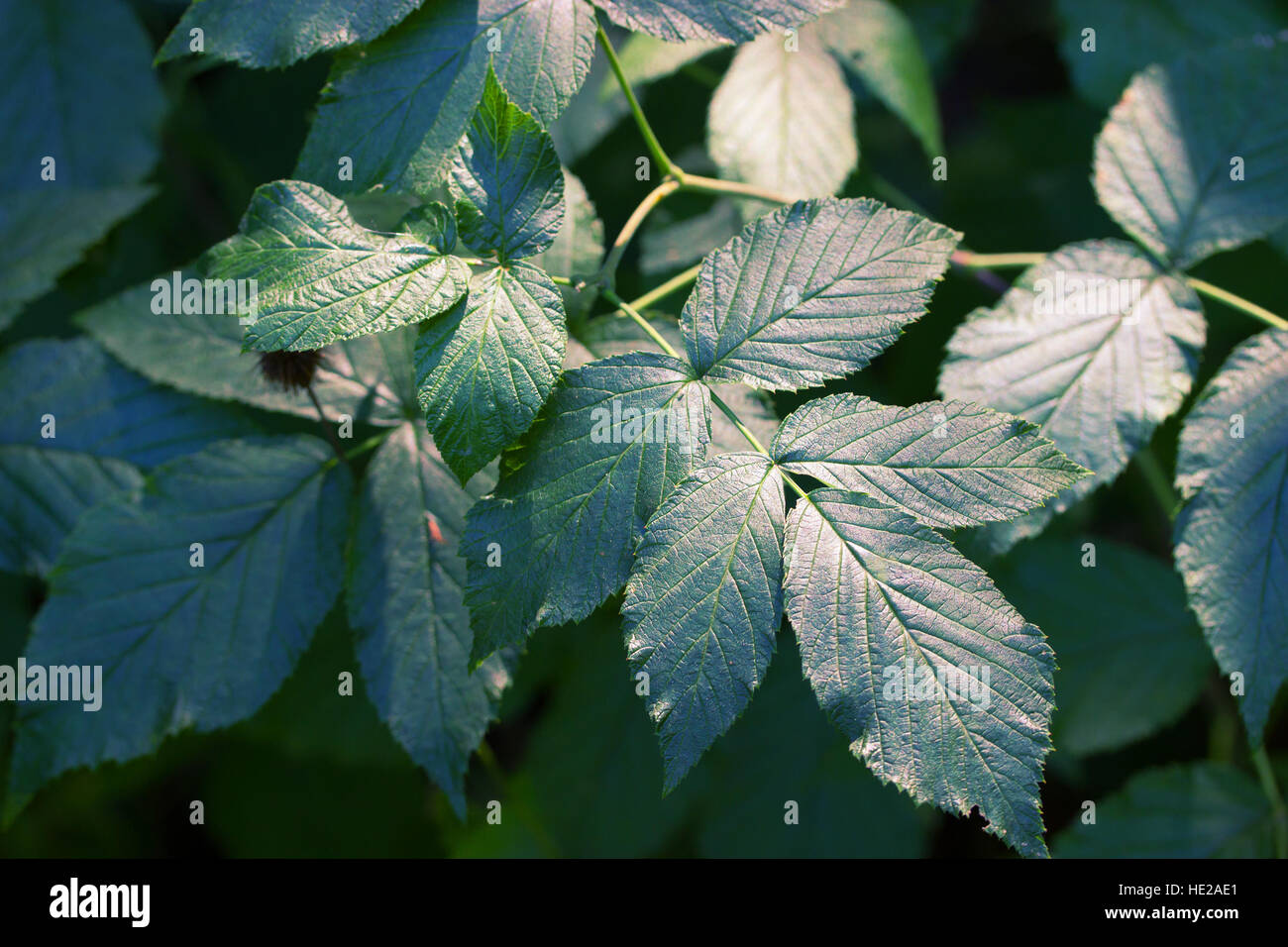 the green leaves background, spring close up Stock Photo - Alamy