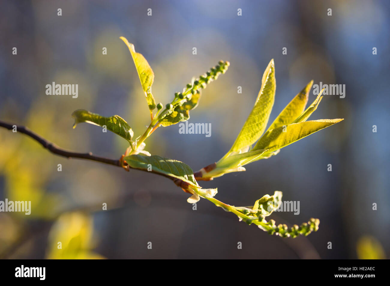 young little green leaves, early spring time Stock Photo - Alamy