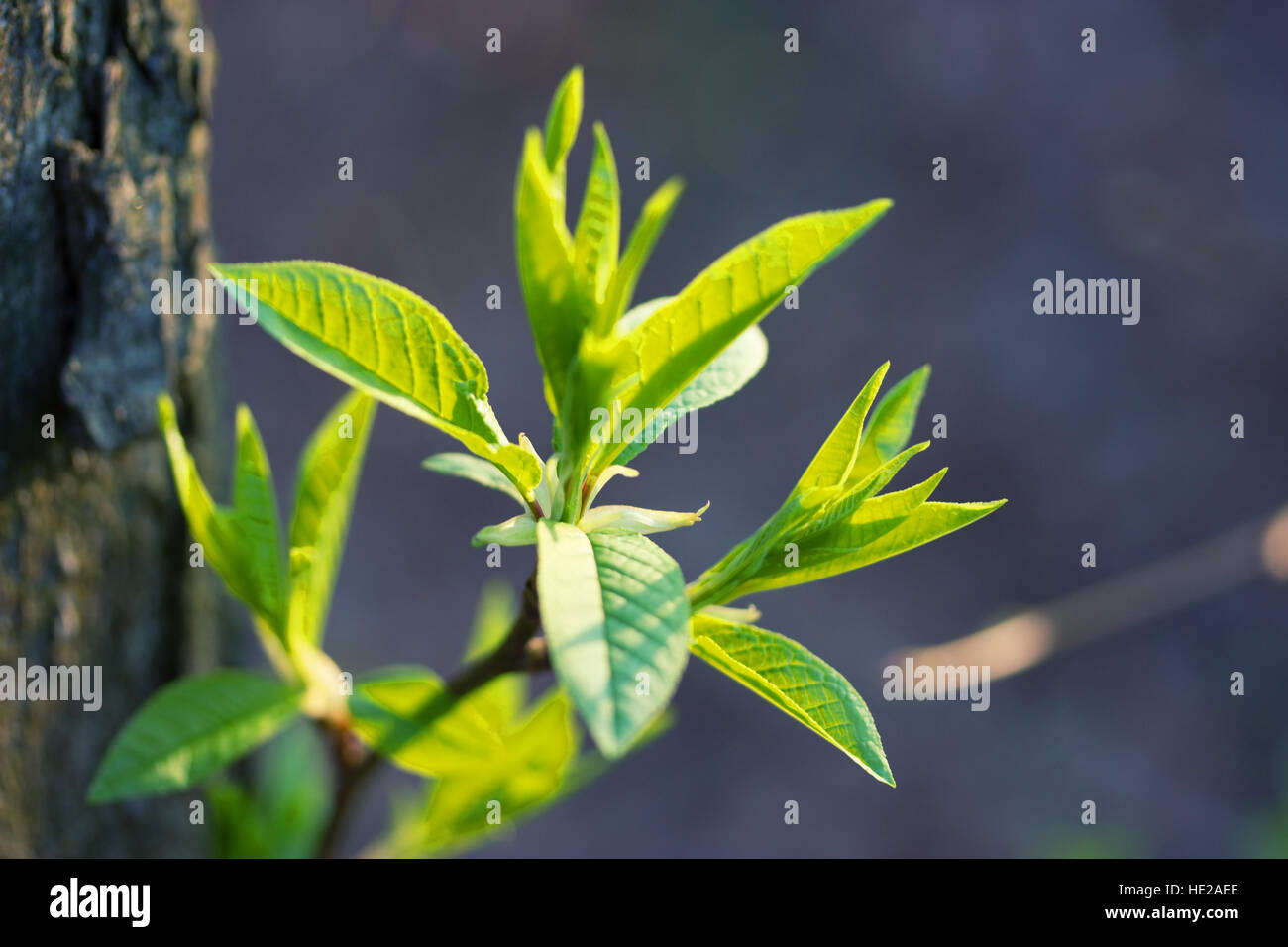 young little green leaves, early spring time Stock Photo - Alamy