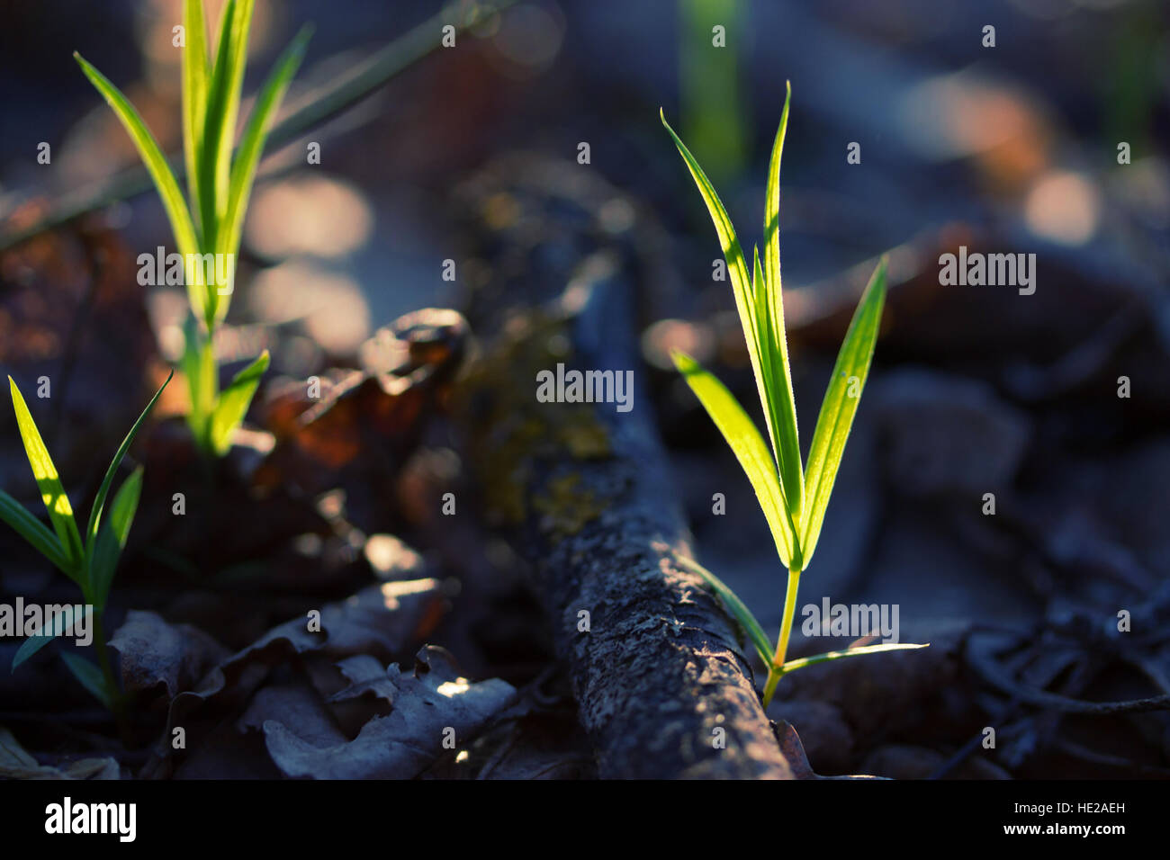 young little green leaves, early spring time Stock Photo - Alamy