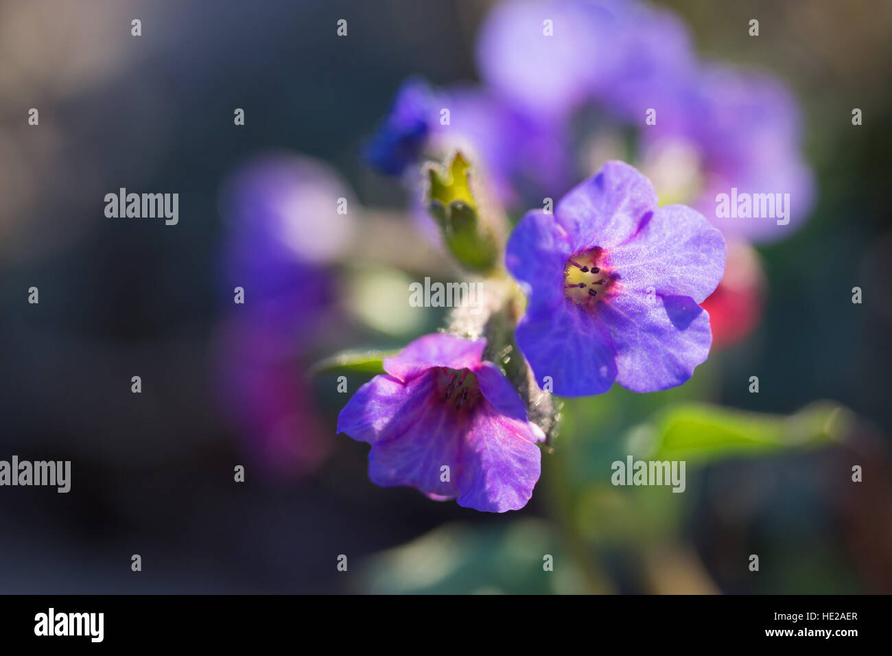 beautiful colorful wildflowers, close up early spring Stock Photo - Alamy