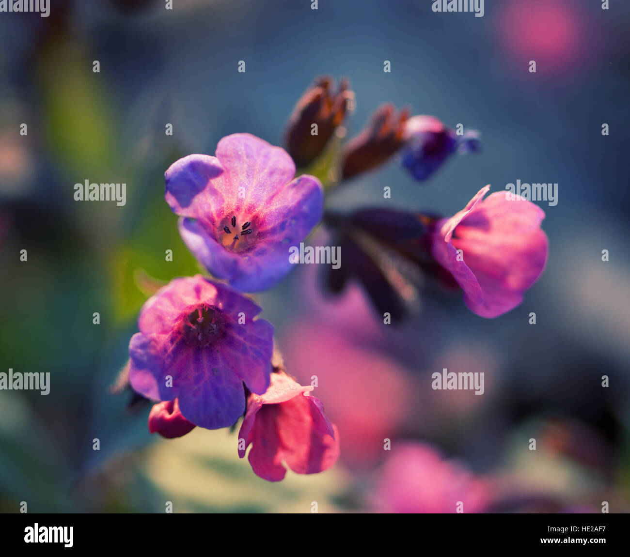 beautiful colorful wildflowers, close up early spring Stock Photo - Alamy
