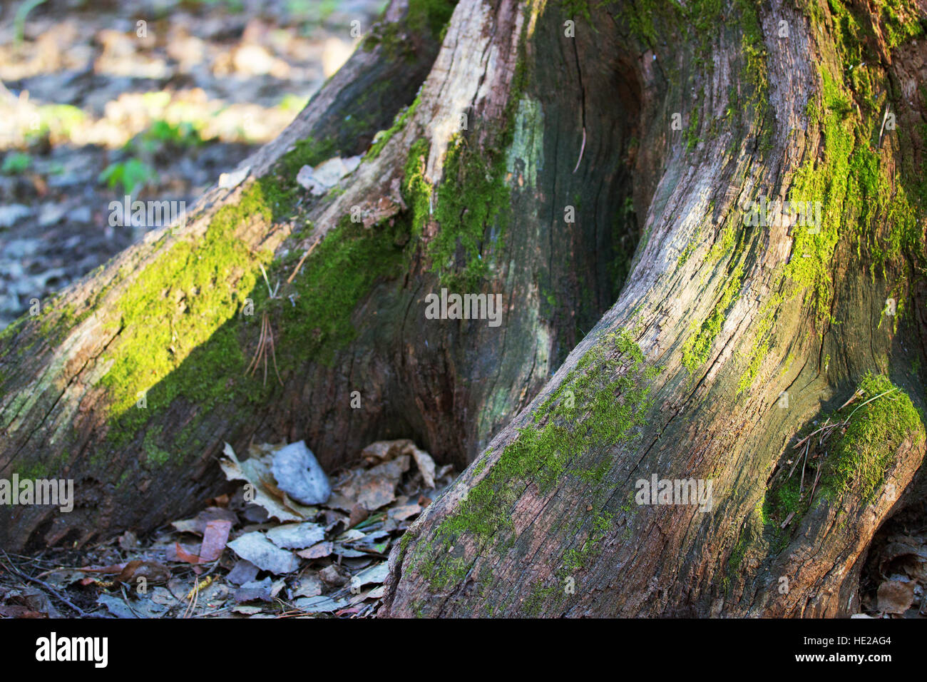 big old stump covered with moss, forest Stock Photo - Alamy