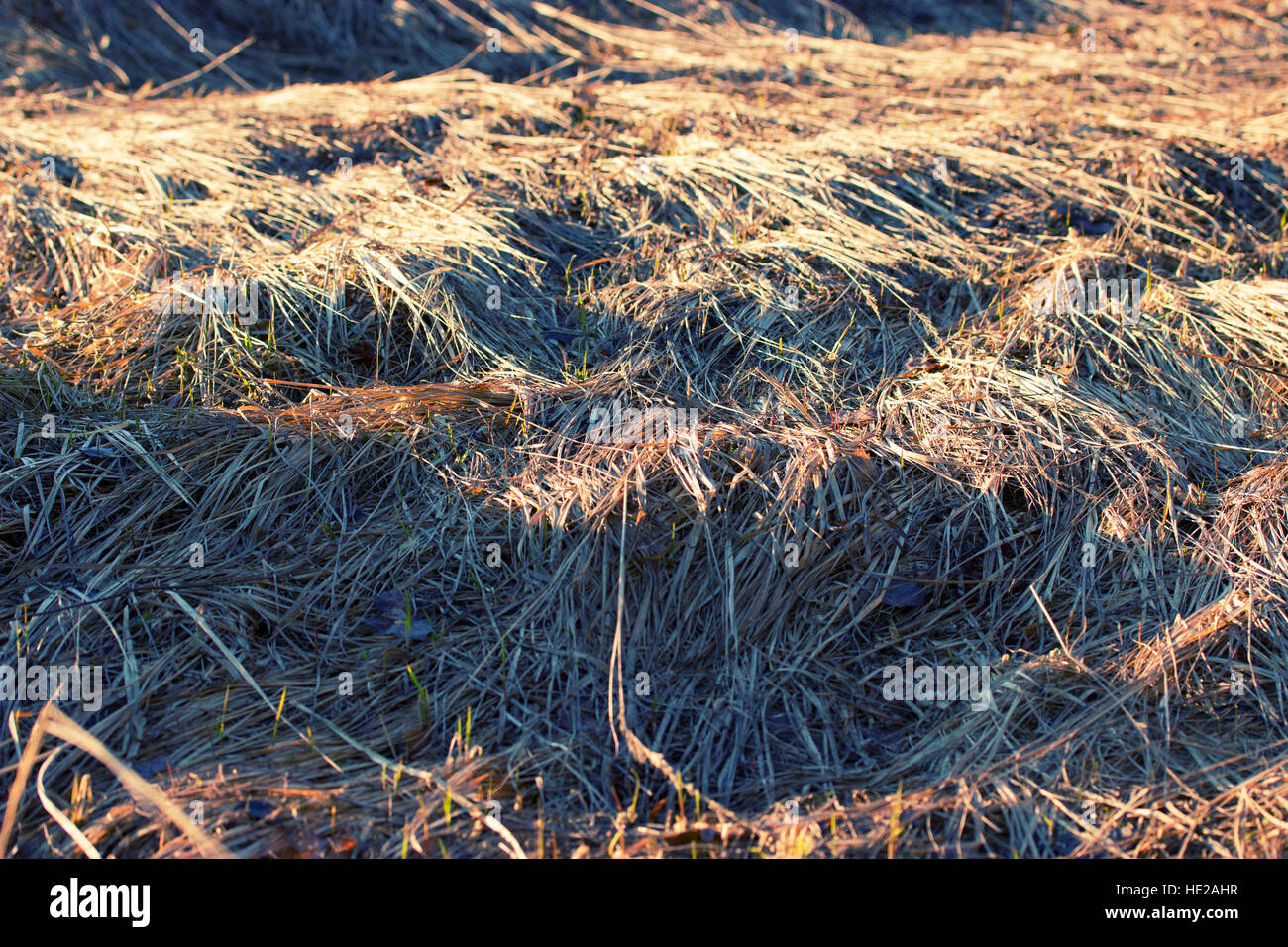 dry yellow grass on the field background Stock Photo - Alamy