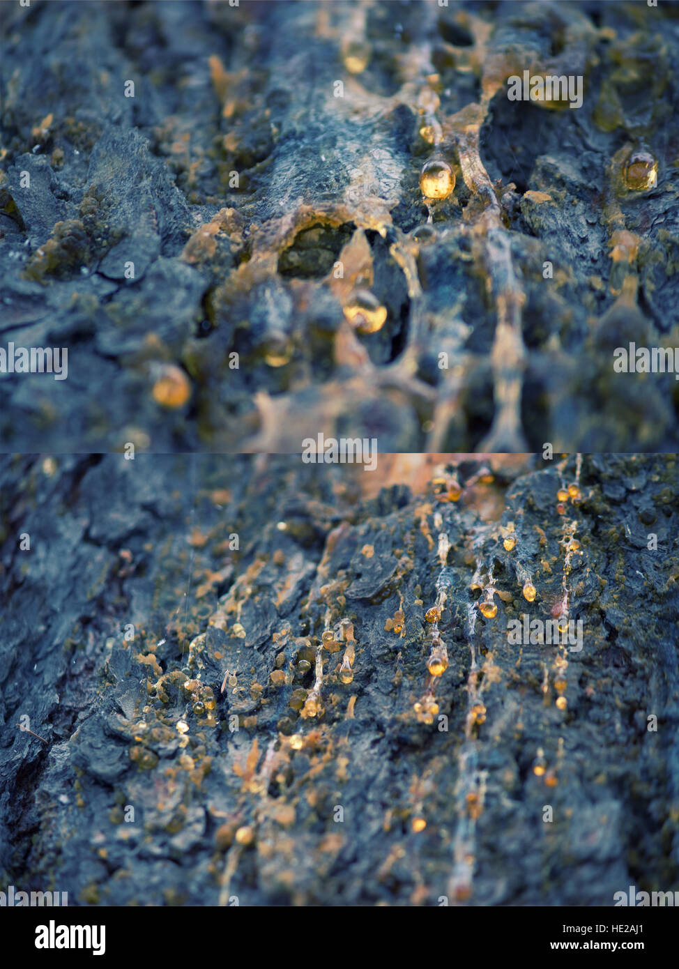 tar drops on the textured tree bark Stock Photo - Alamy