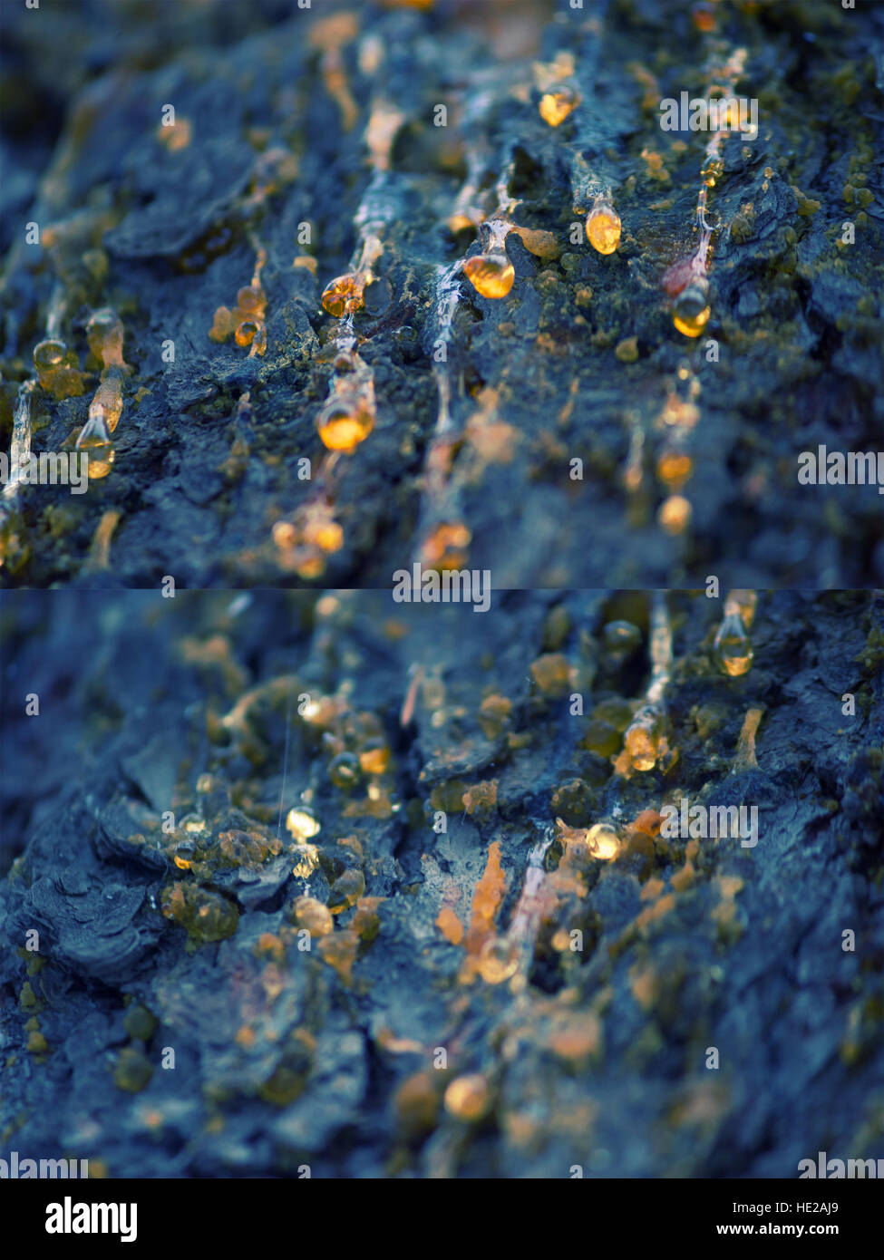 tar drops on the textured tree bark Stock Photo - Alamy