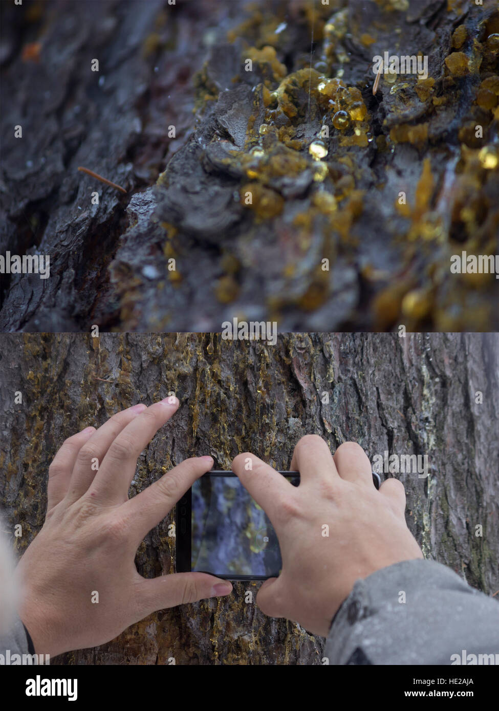 tar drops on the textured tree bark Stock Photo - Alamy