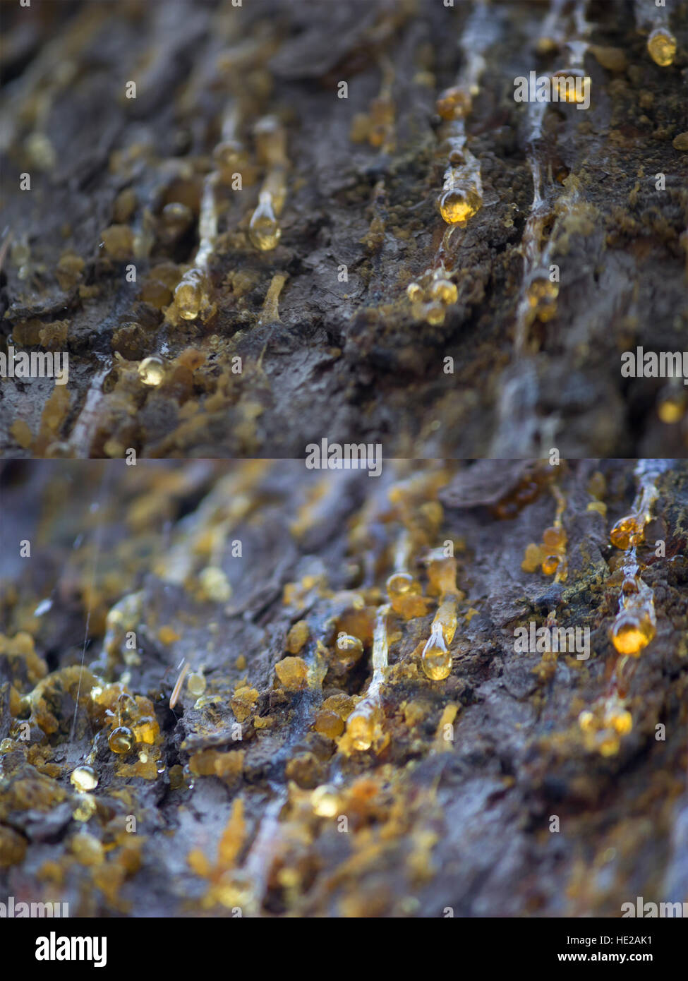 tar drops on the textured tree bark Stock Photo - Alamy
